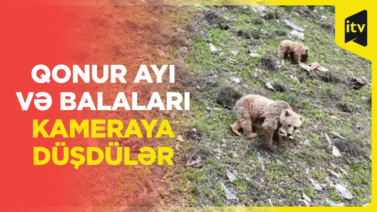 Qış yuxusundan oyanan qonur ayı və balaları dronla lentə alınıb ...