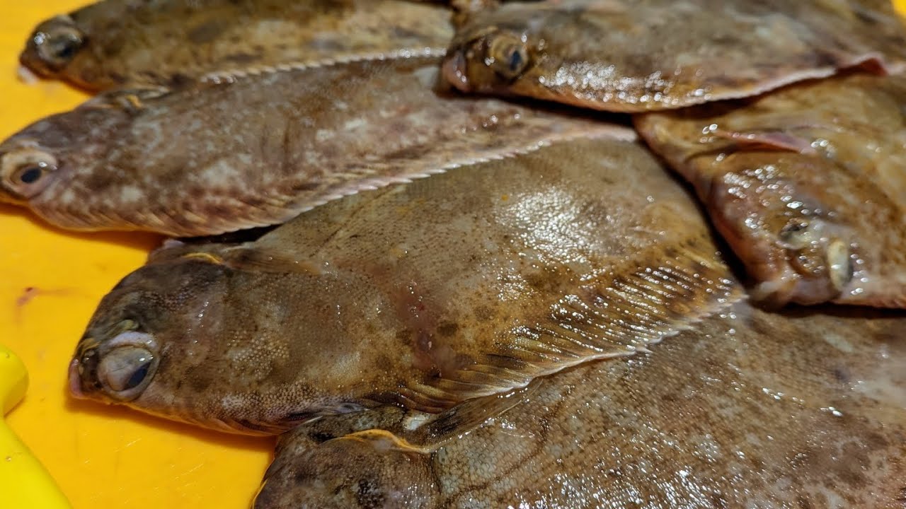 Filleting some absolutely outstanding quality Scottish Lemon Sole ...