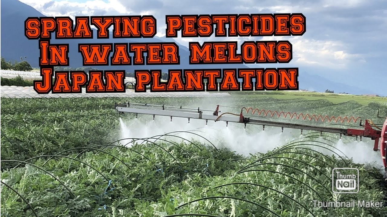 HOW TO SPRAY PESTICIDES WATERMELON PLANTATIONS/BUHAY OFW FARMER SA ...