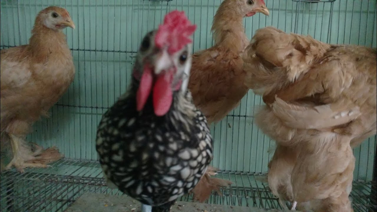 Fancy Hens | my friend start new setup soon | Poultry Farm - YouTube