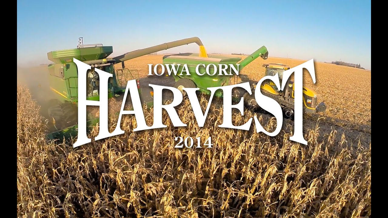 Harvest Iowa Corn 2014 - YouTube