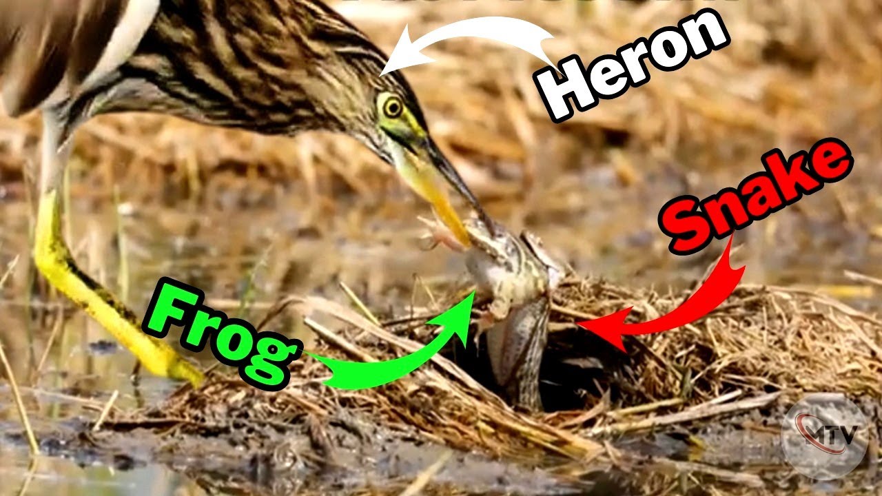 Heron vs Frog vs Snake | Nature’s Ultimate Battle for Survival - YouTube