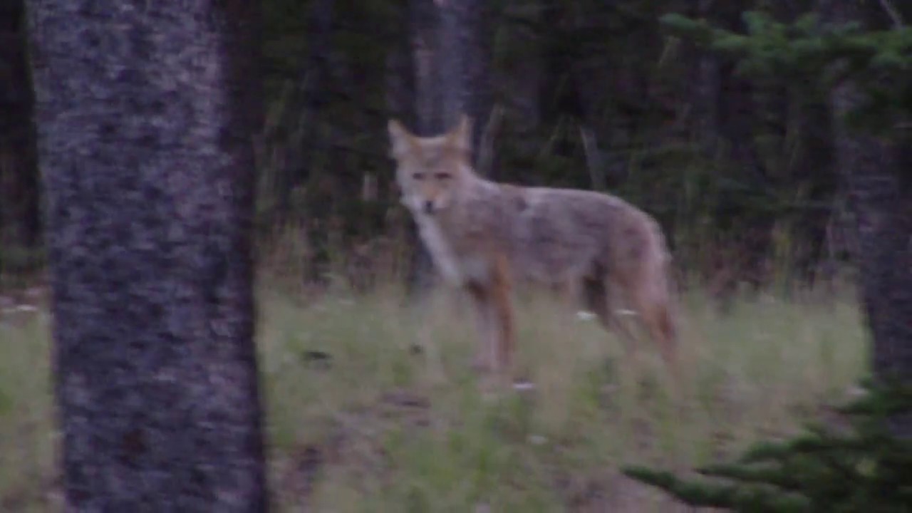 Wild Coyote Howling - YouTube