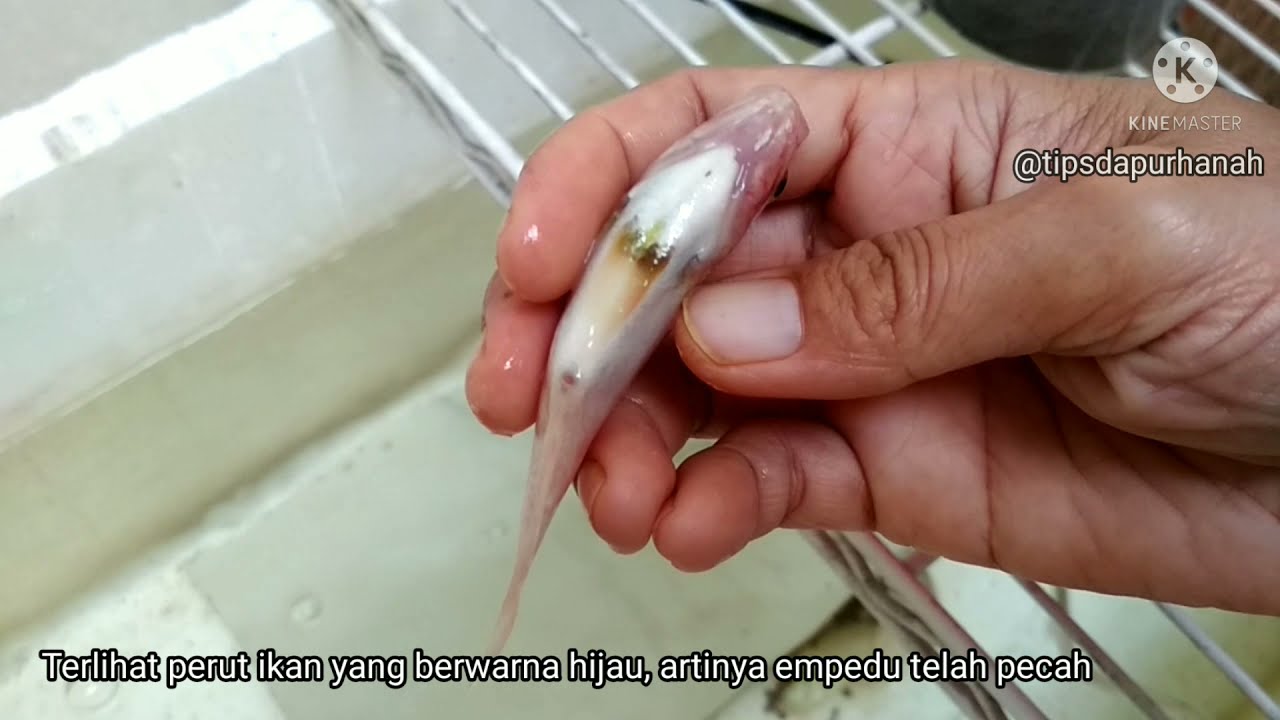 Penyebab bibit ikan Nila mati pecah empedu karena ini - YouTube