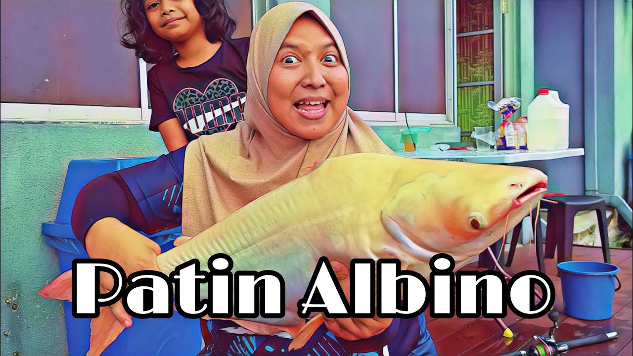 Catch & Release : Pancing Patin Albino di Hulu Langat Fishing Resort ...
