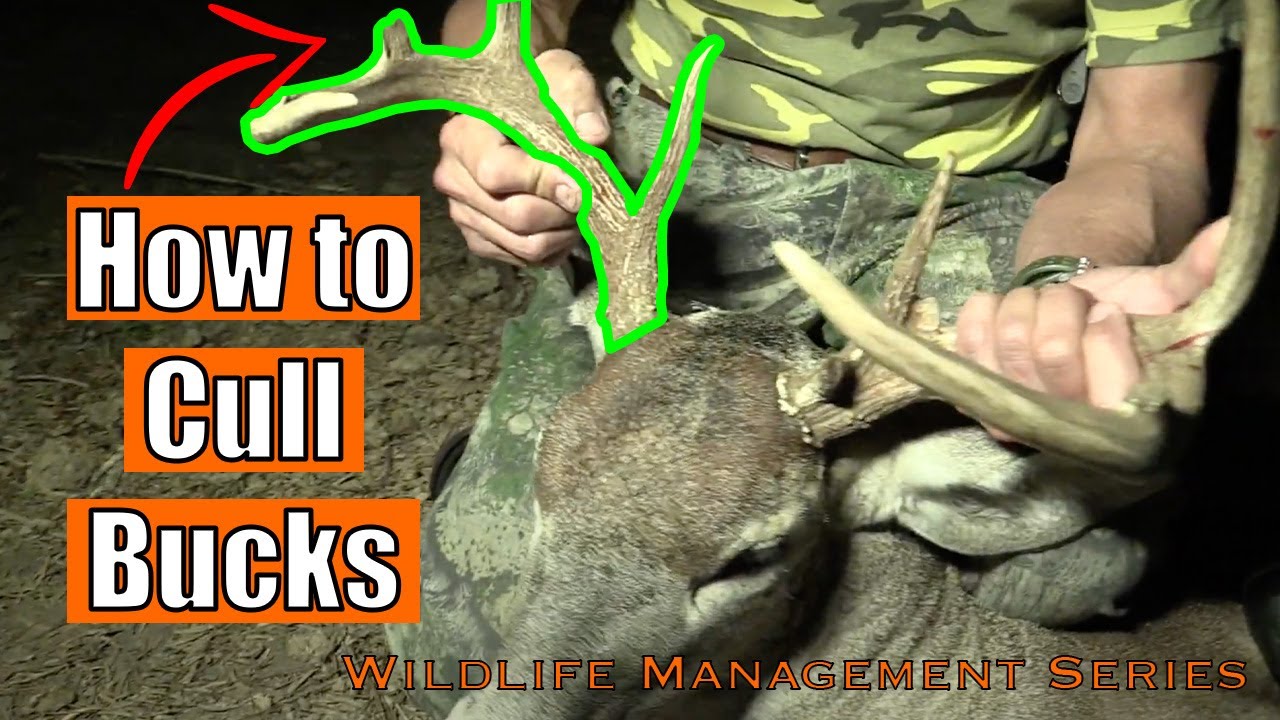 Whitetail #DeerHunting | Wildlife Management | Hunting a Cull Buck ...