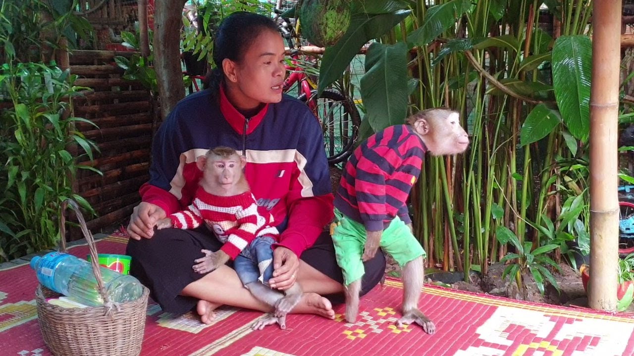 What adorable monkey Koko looking at with reaction /Koko&Yoko official ...