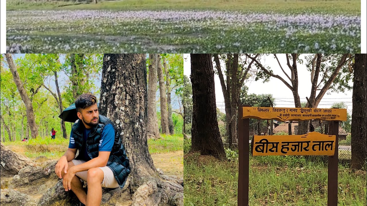 20 hajar tal -batuli pokhari 😂gai paso vayo - YouTube