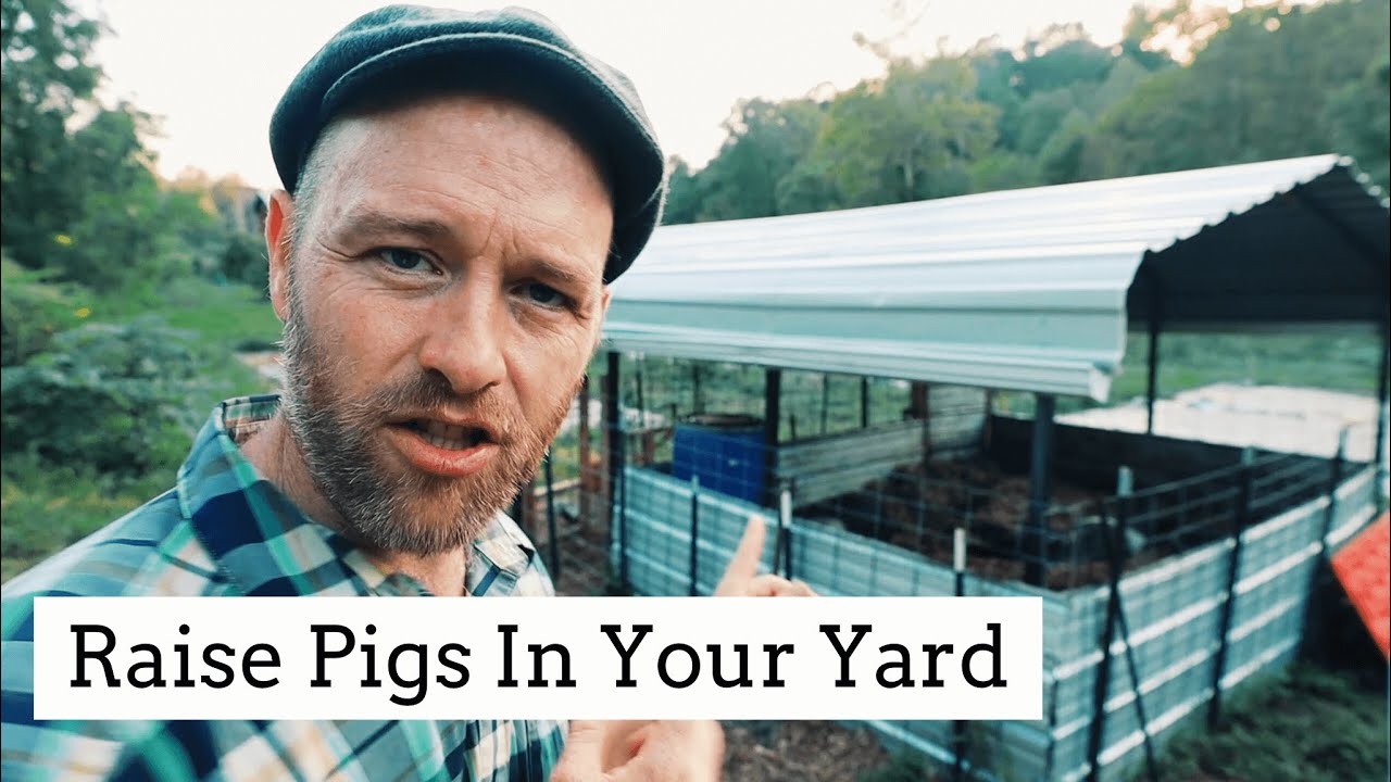 How to Raise 2 Pigs in a Tiny Backyard (10’X20’) - YouTube