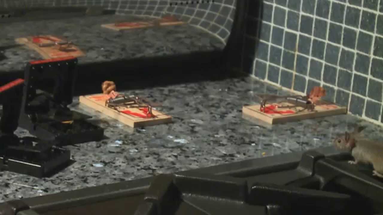 Mouse Trap Fail Part IV - YouTube