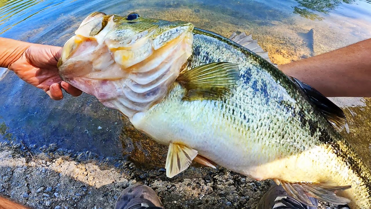 Catching MONSTER BASS Fishing In The SPRING! (BIG NEWS!!!) - YouTube