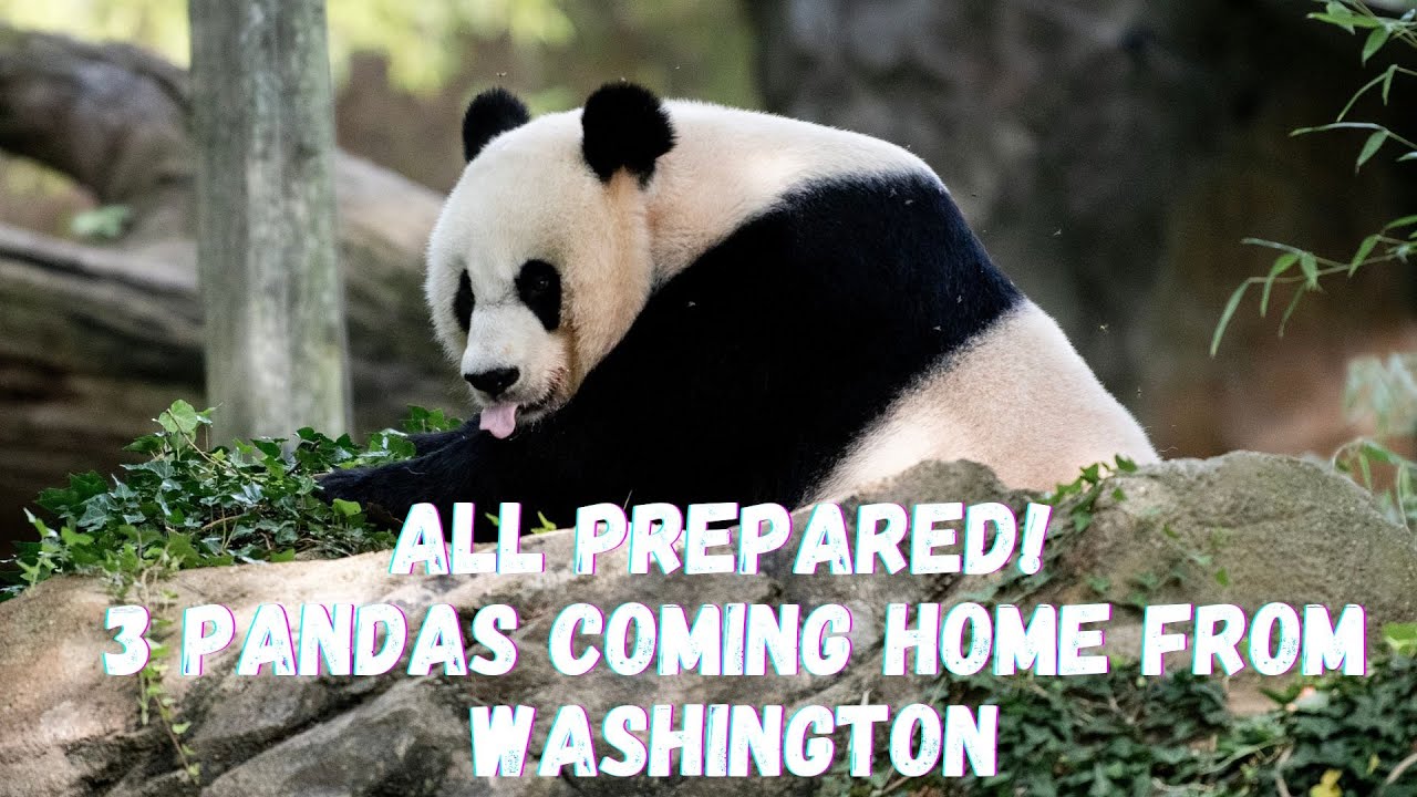 GLOBALink | All prepared! 3 pandas in Washington national zoo are ...