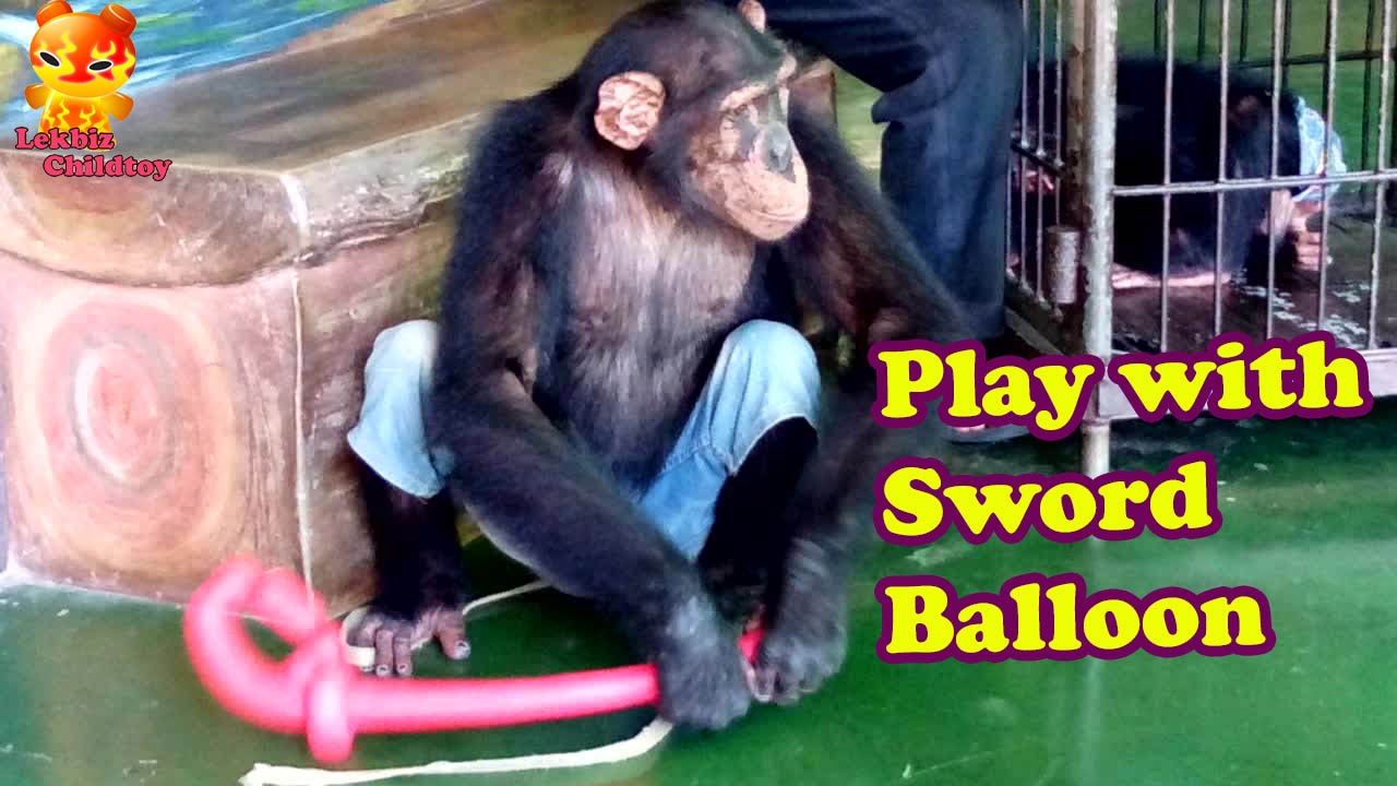 Chimpanzee play with Sword Balloon @Samutprakarn Zoo - YouTube