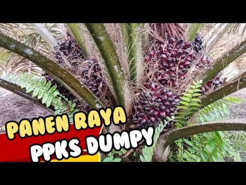 PPKS DUMPY USIA 3,6 TAHUN || buahnya keliling lur 🌴🌴🌴 - YouTube