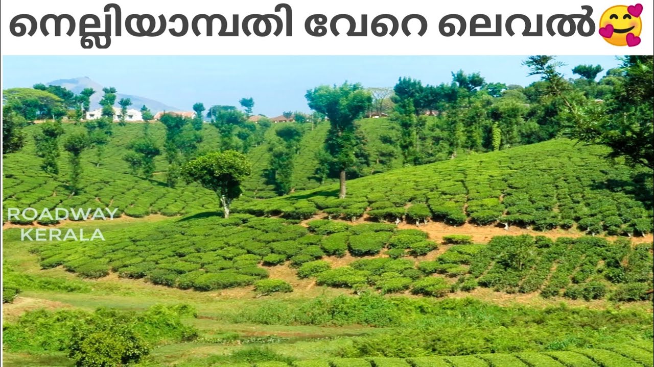 Nelliyampathy A day trip to Nelliyampathi Palakkad Kerala - YouTube