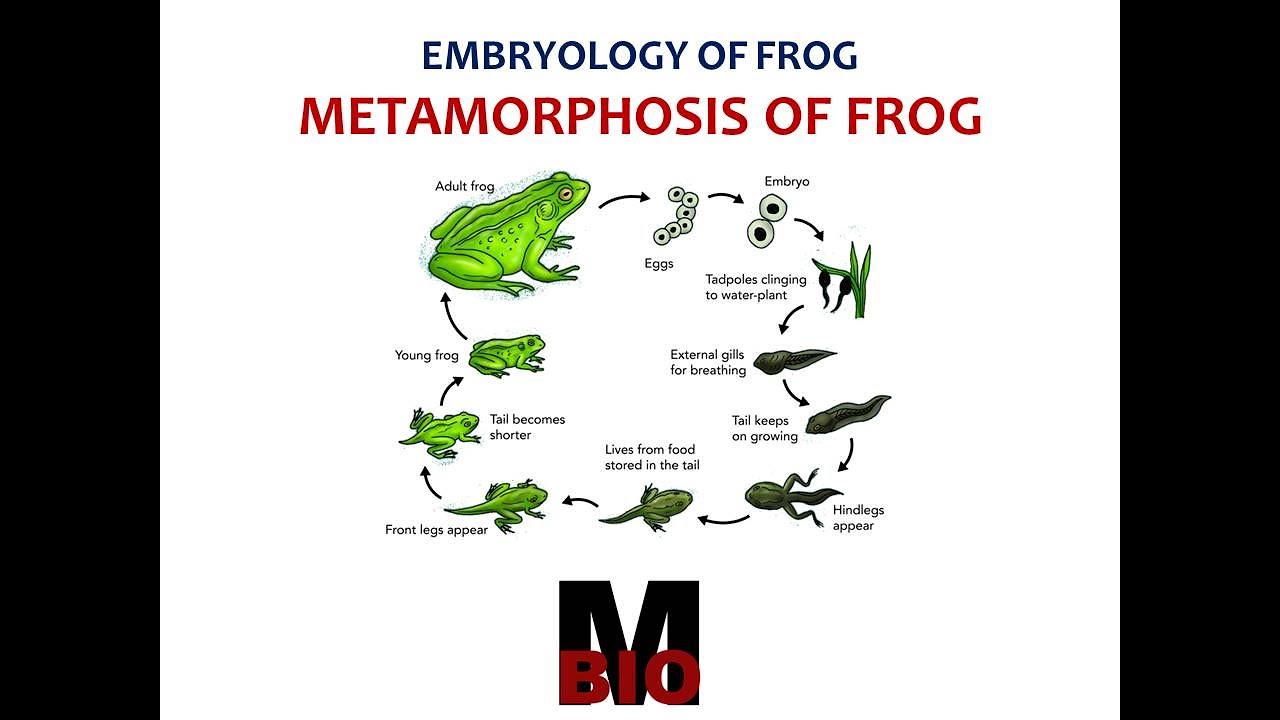 METAMORPHOSIS OF FROG-CHANGES INVOLVED - YouTube