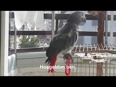 ÇAKILIMIN BİR ABONEM TARAFINDAN DÜZENLENMİŞ VİDEOSU