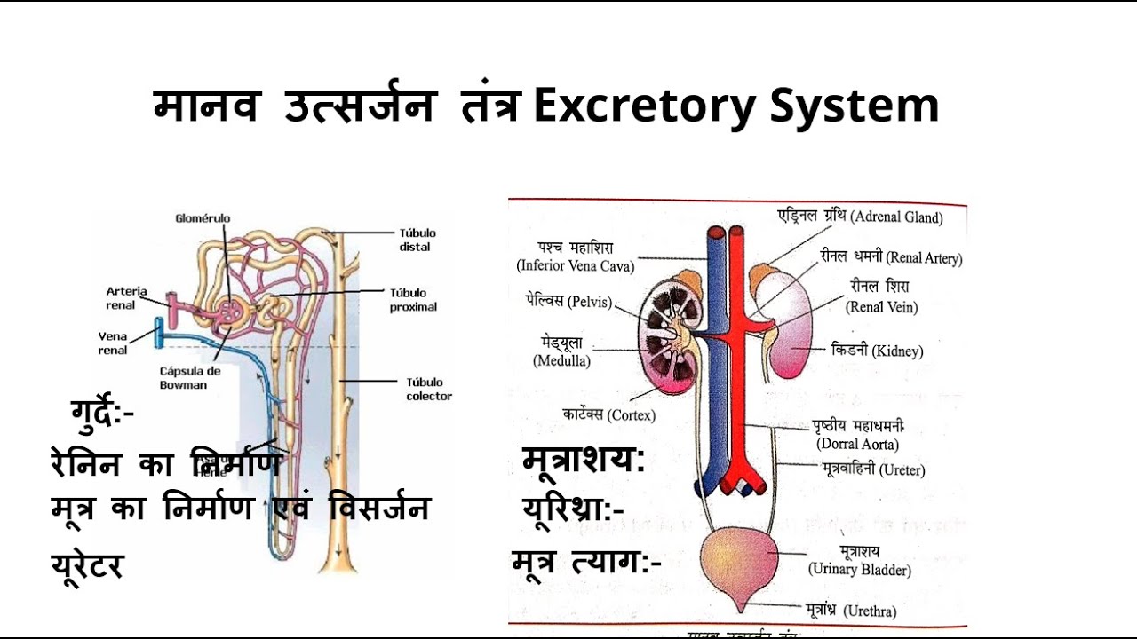 मानव उत्सर्जन तंत्र Excretory System ,Zoology Impotent Topic -By Padai ...