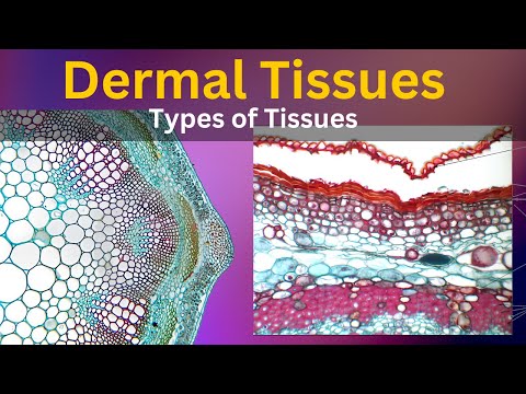 How Dermal Tissues Help The Plants