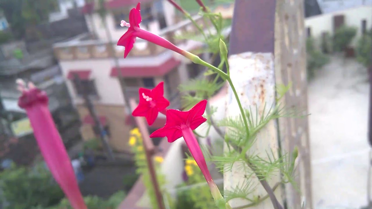 Kunjolota / Gate flower care (Bengali) - YouTube