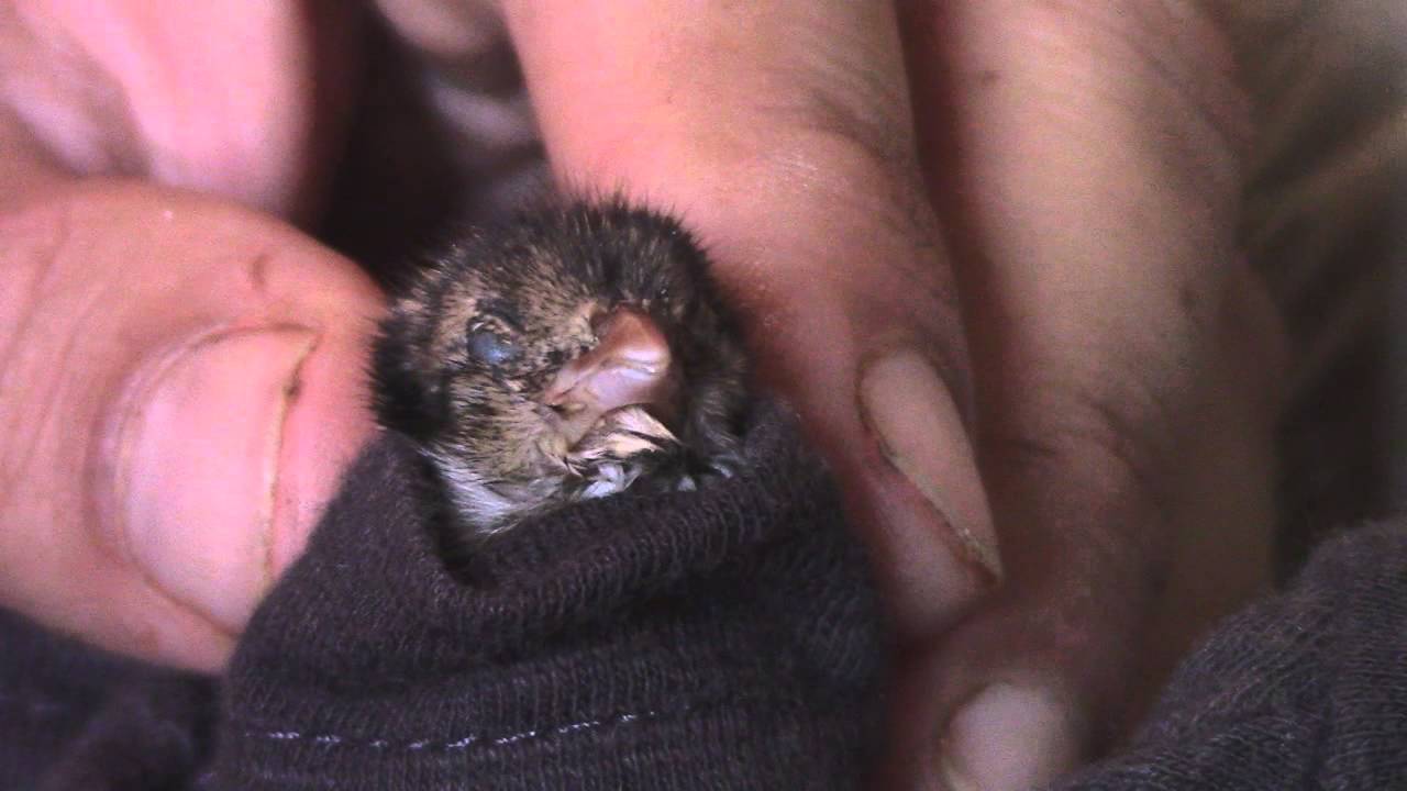 La batalla por la vida de una bebé codorniz (Coturnix coturnix) - YouTube