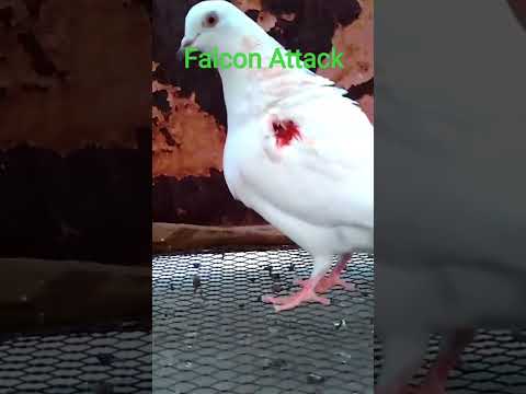 The Escape. pigeon vs Falcon. - YouTube