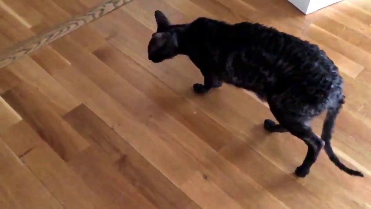 Cat gets hit by ball and dies on camera (Emotional) - YouTube