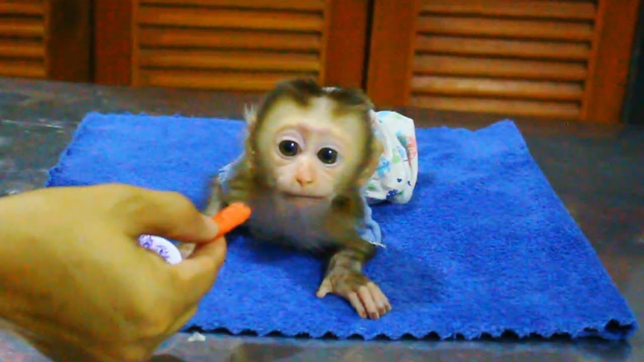 The Obedient Baby Monkey BEN Learns to Eat Watermelon It's the first ...