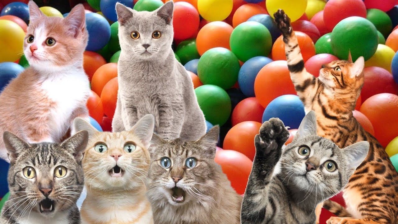 Funny Cat Sounds And Cat Meowing and Funny Moments of Animal Moments ...