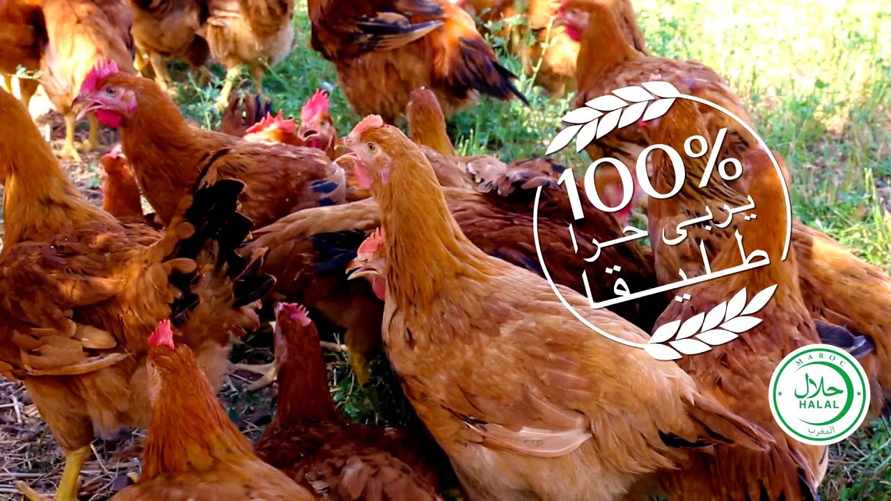 El Beldi Volailles Fermières - YouTube