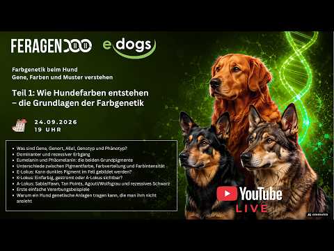 🧬🐶 Farbgenetik beim Hund – unsere dreiteiligen YouTube-Live-Serie startet!