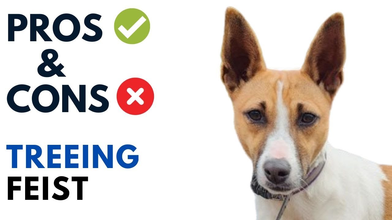Treeing Feist Pros and Cons | Treeing Feist Dog Advantages and ...