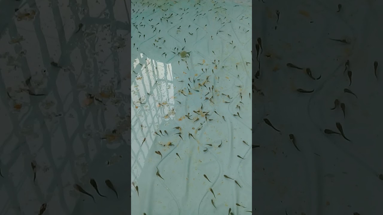 Ansari Fish Farm Sole Fish Seed - YouTube