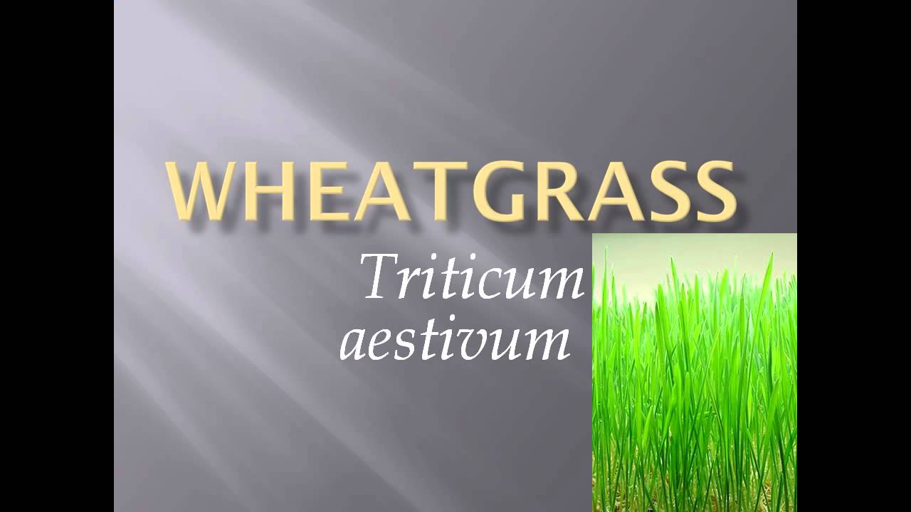 Pronunciation, Picture and Scientific name of vegetable WHEATGRASS ...