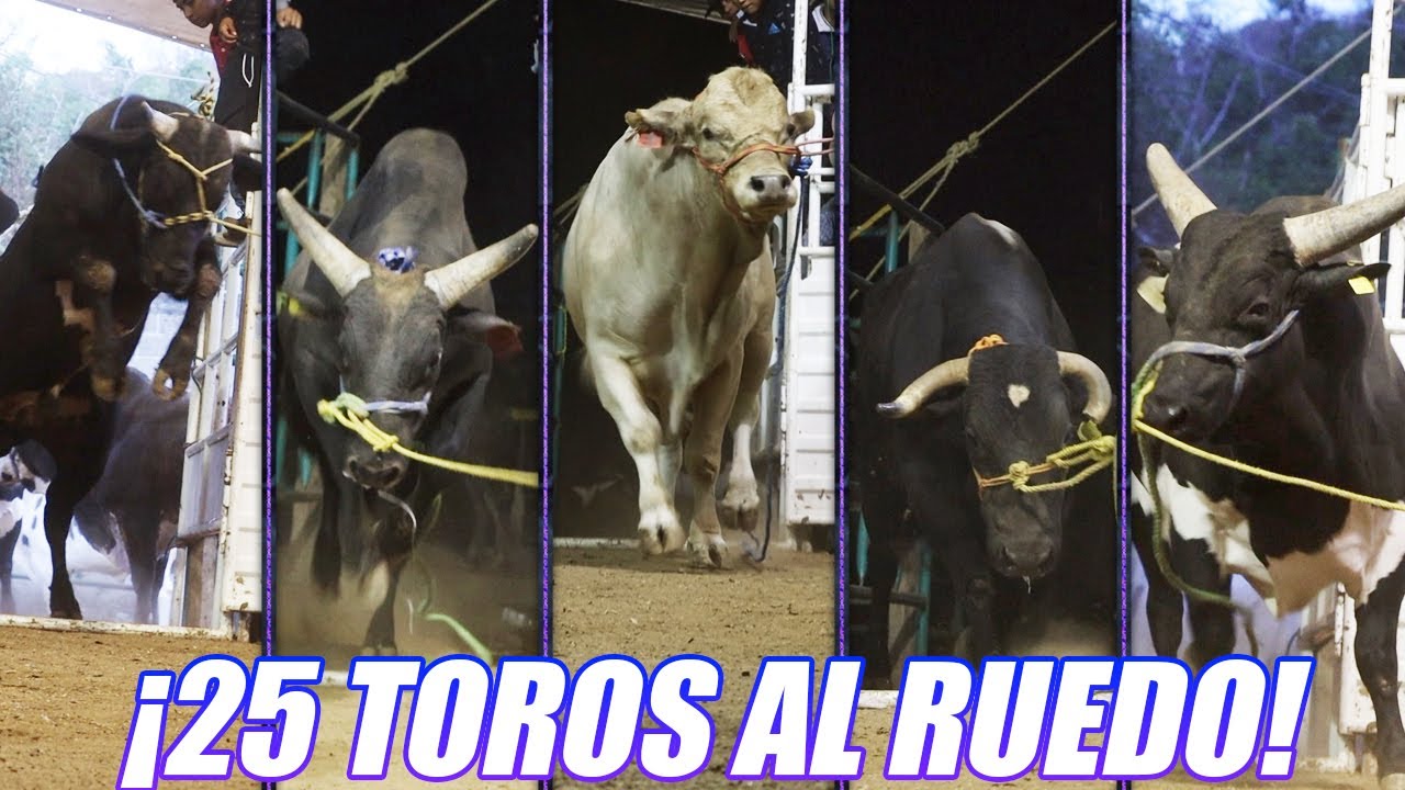 ¡DE TODOS LOS COLORES Y TEMORES HABÍA! 25 TOROS DE REPARO SE JUGARON PA ...