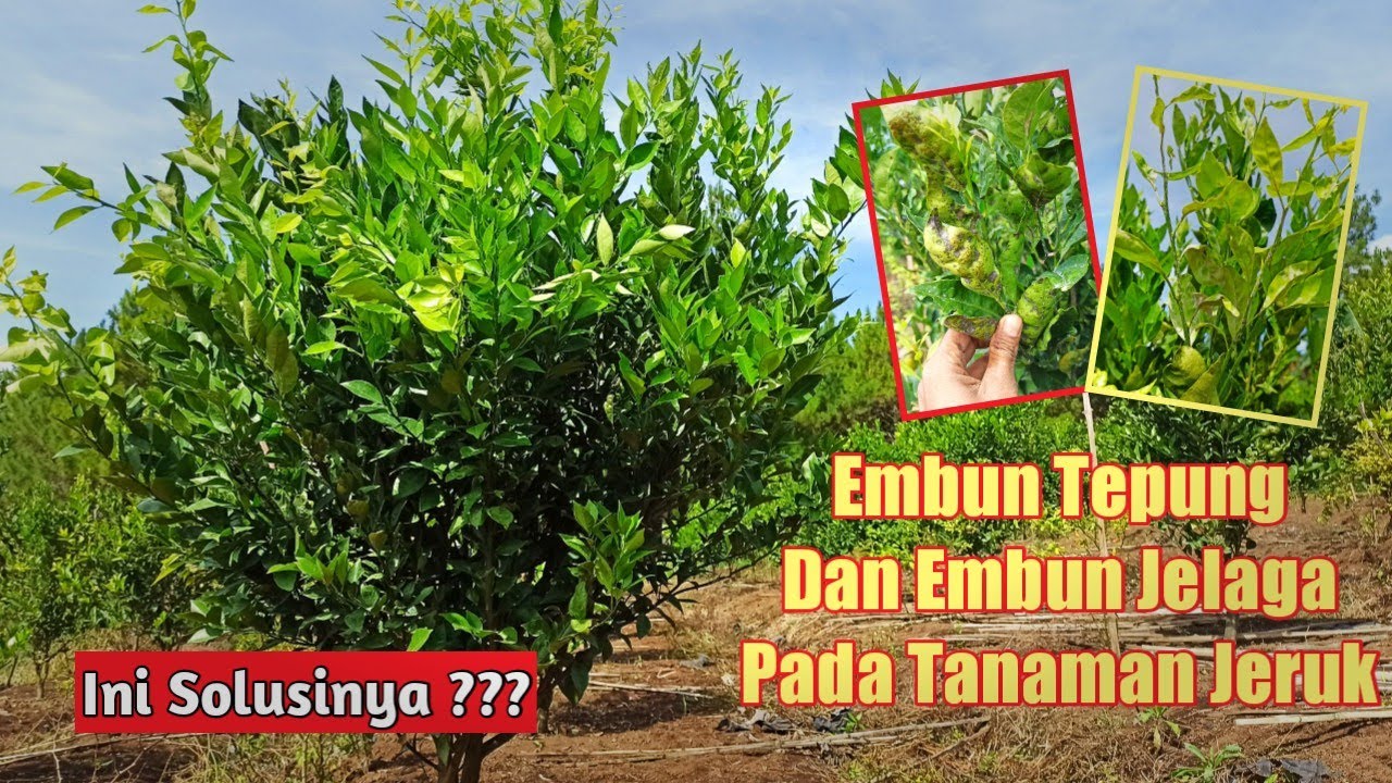 Cara Memberantas Embun Tepung dan Embun Jelaga Pada Tanaman Jeruk - YouTube