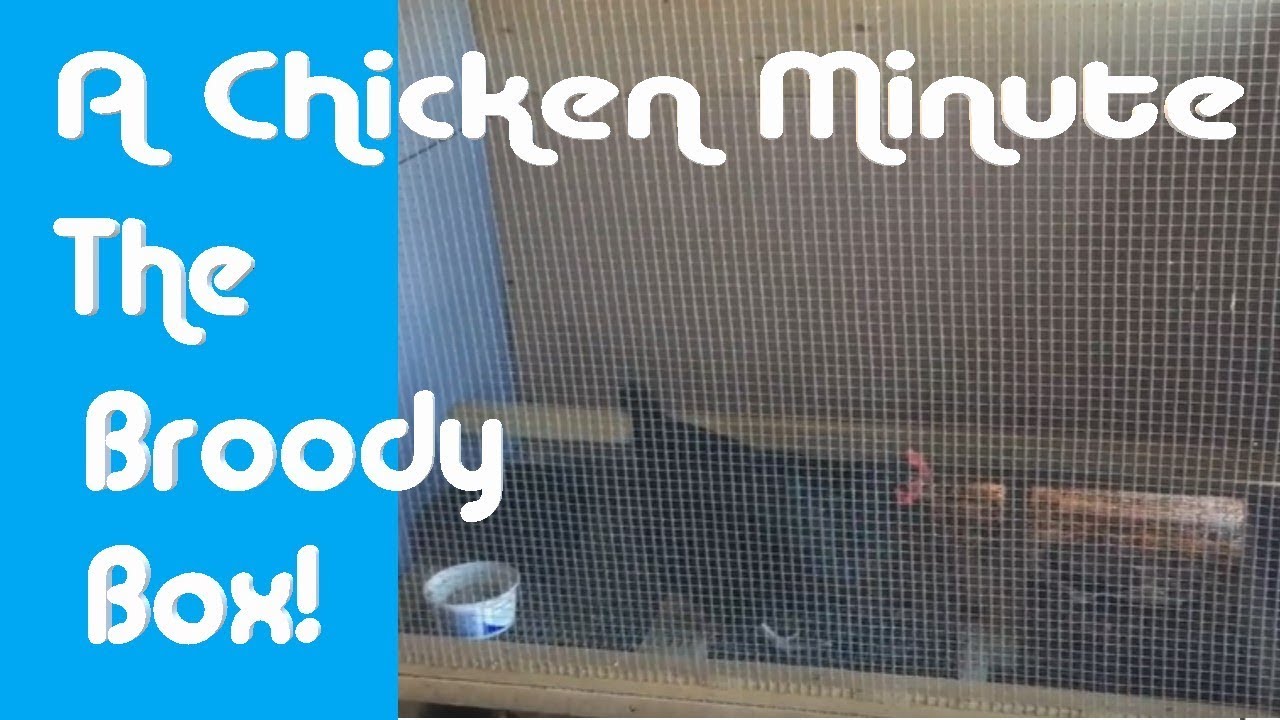 A Chicken Minute - The 'Broody Box' - YouTube