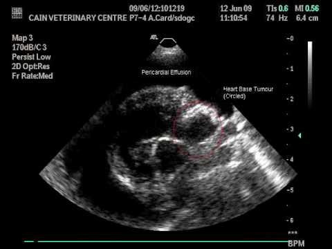 Heart Base Mass in a dog - YouTube
