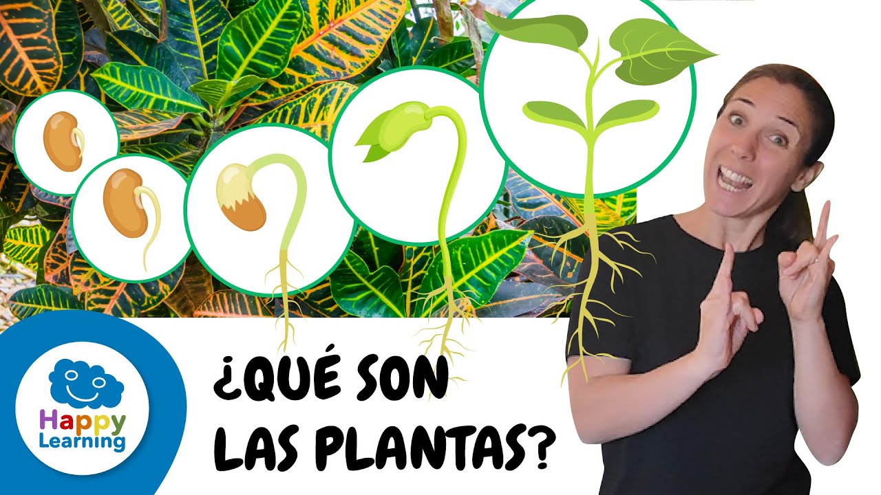 ¿QUÉ SON LAS PLANTAS? | Videos en Lengua de Signos| Happy Learning 🌿🌼🤔 ...