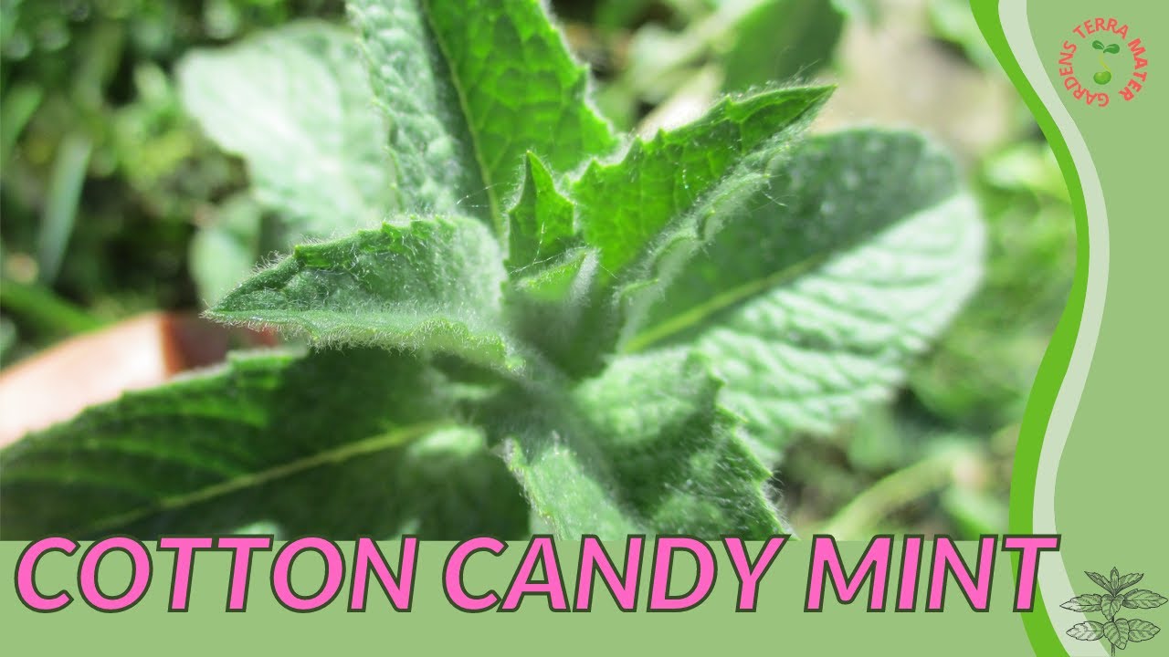 COTTON CANDY MINT Information, Description & More! (Mentha spicata ...