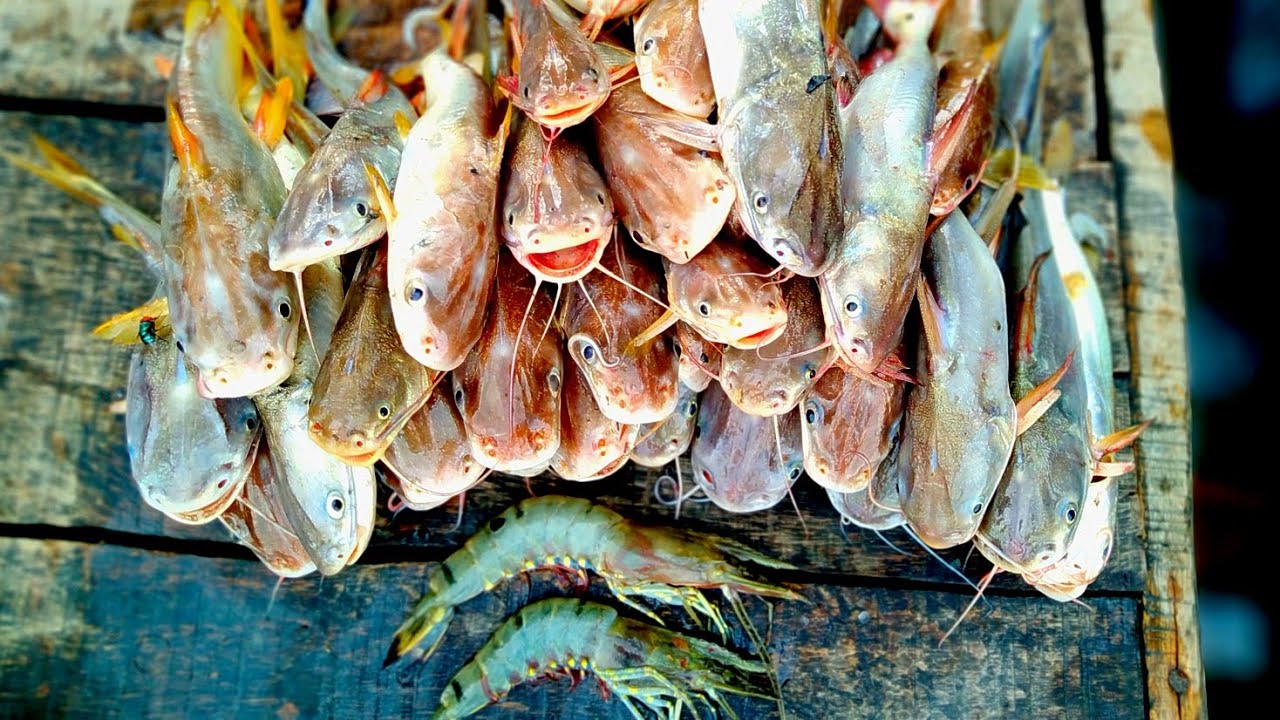 Gagra tangra (গাগড়া ট্যাংরা ) fishing in vidyadhori river - YouTube