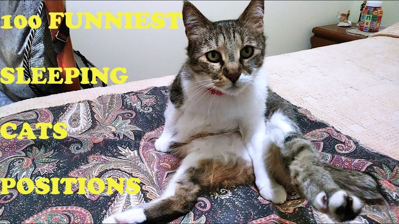 2023 Best Top Most 100 Funniest and Cutest Cats Weird Sleeping ...