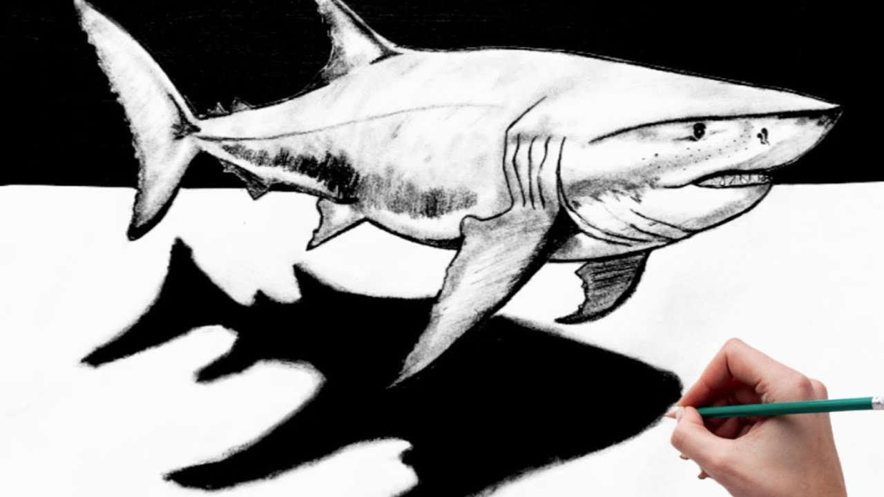 How to draw 3D Megalodon Shark || Drawing 3D Shark || Step by Step ...