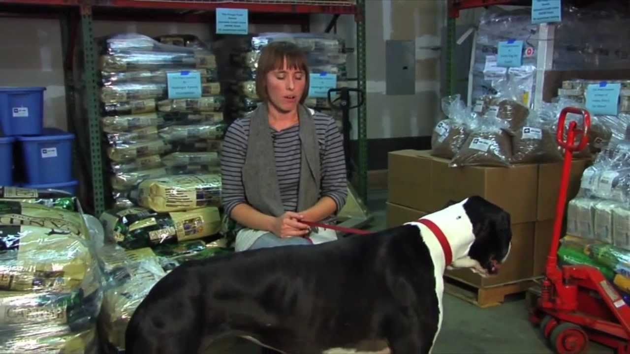 The Pongo Fund Pet Food Bank Give!Guide 2012 - YouTube