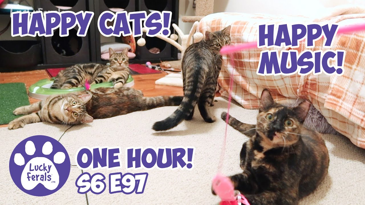 Happy Cats With Happy Music! ONE HOUR Cats For Cats To Watch | S6 E97 ...