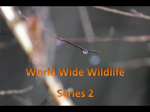 World Wide Wildlife Series 2 Episode 1 - YouTube