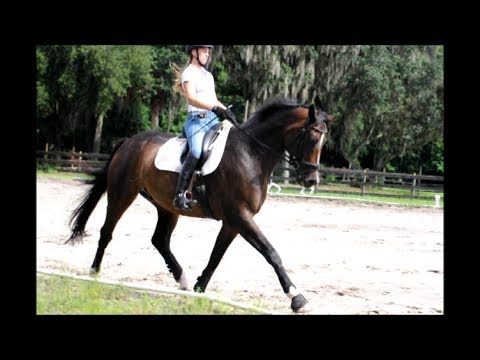 PJ Medium Trot - YouTube