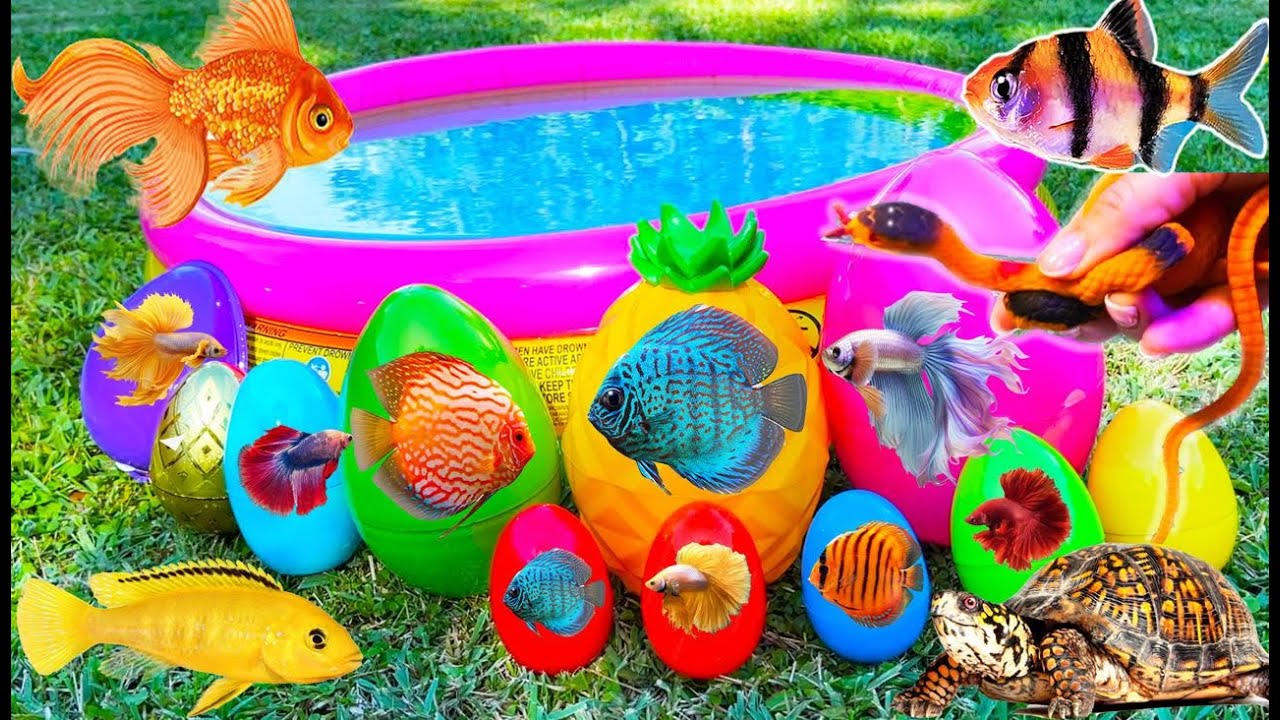 Amazing catch Colorful surprise eggs, crayfish, koi, angelfish, betta ...
