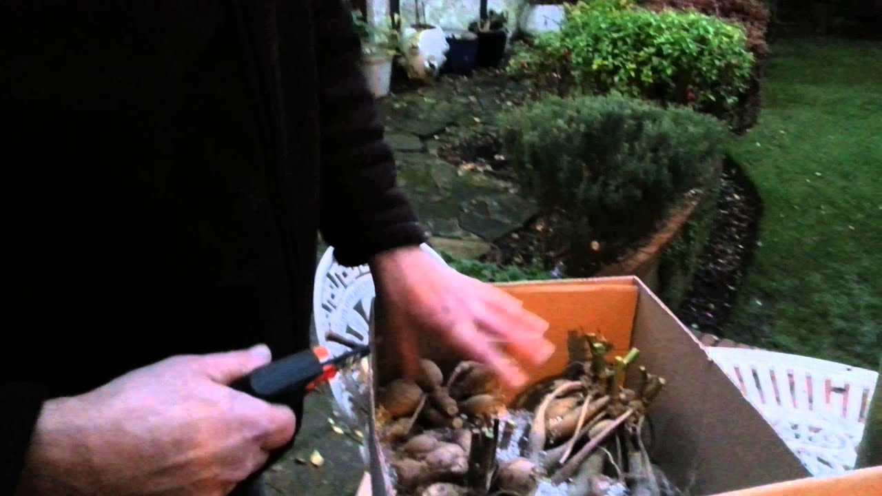 Putting dahlias away for winter storage in vermiculite filled boxes ...