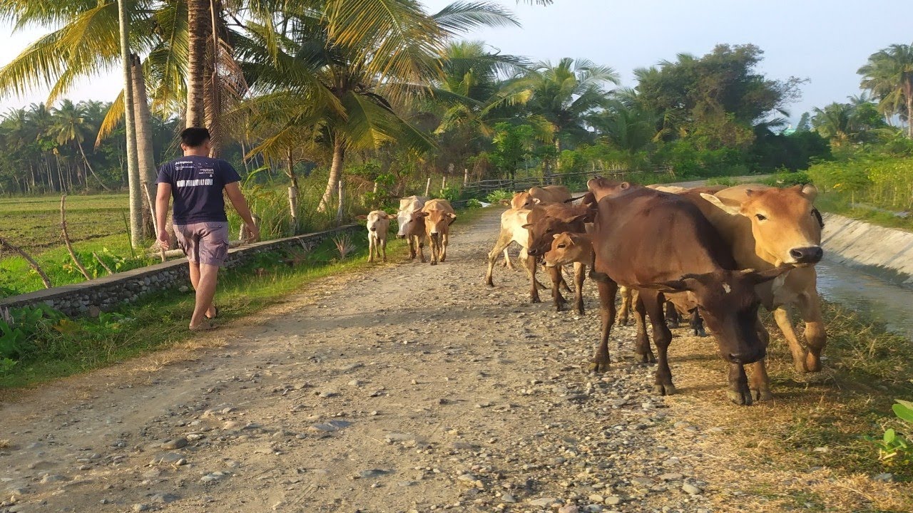 VIDEO SAPI LEMBU GEMUK LUCU DI GEMBALA PEMILIKNYA MENCARI MAKAN DI ...